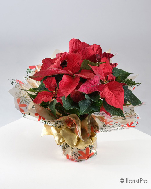 Liverpool Florist - Mersey Flowers - Flowers